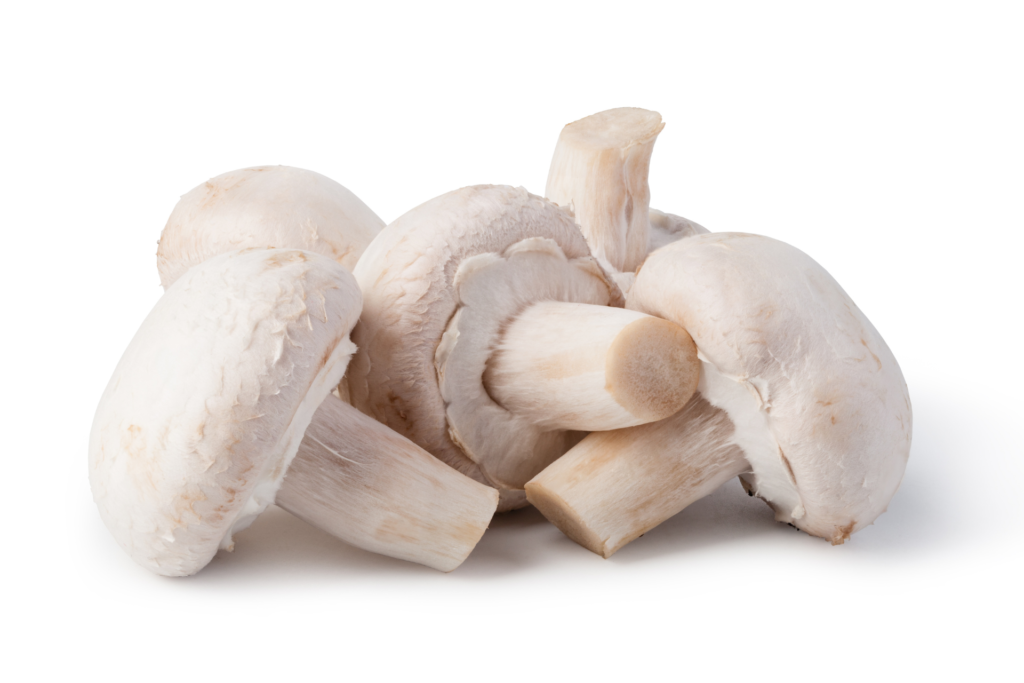 Cogumelo Champignon de Paris - Eco Fazenda Abe